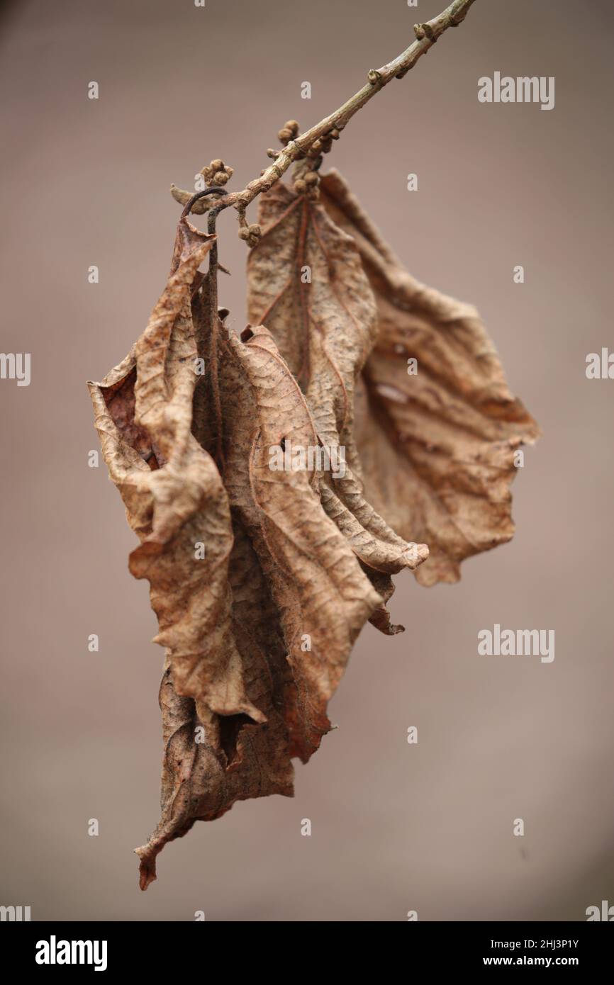 Decaying leaves hi-res stock photography and images - Alamy