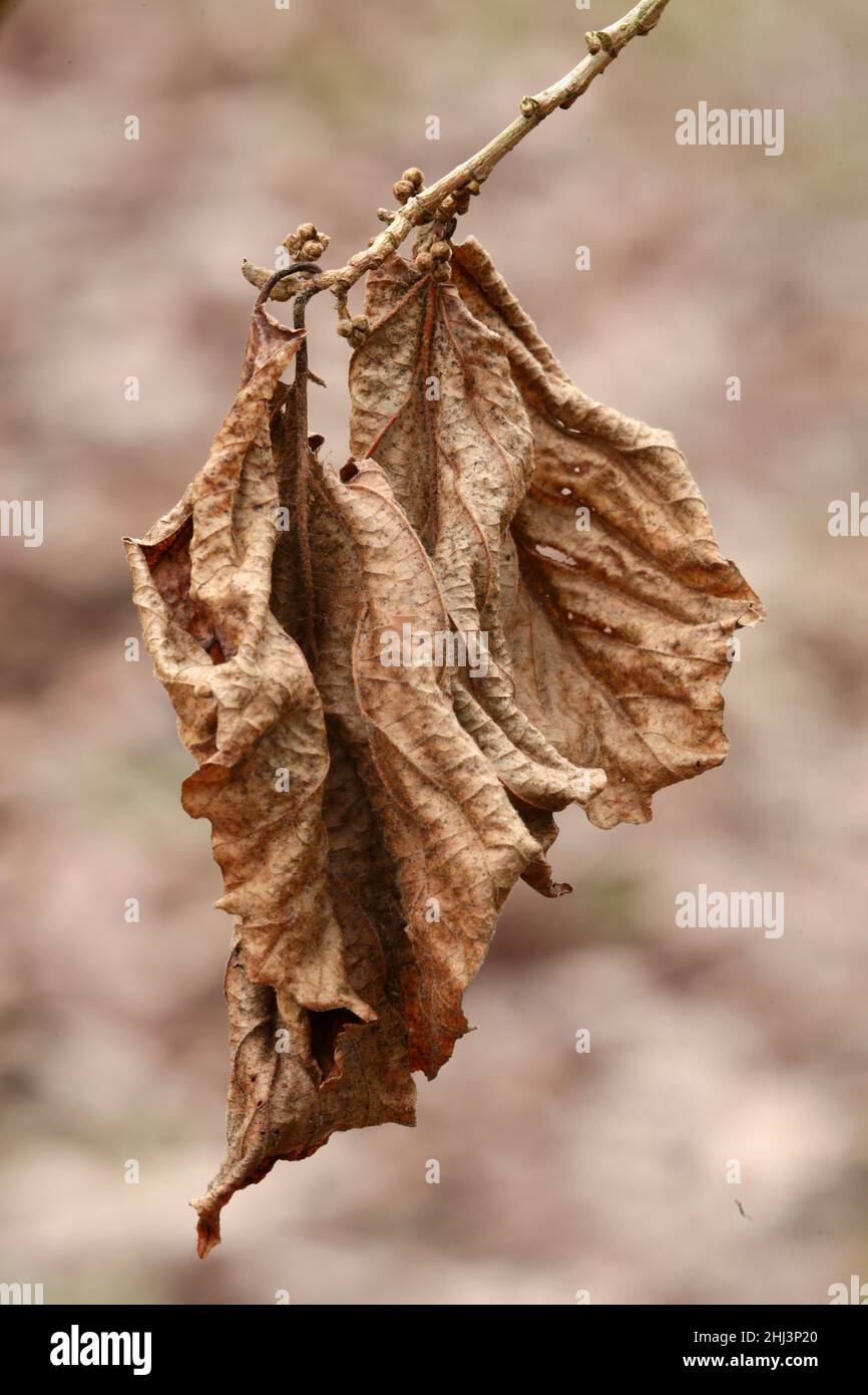 Shrivelled leaves hi-res stock photography and images - Alamy