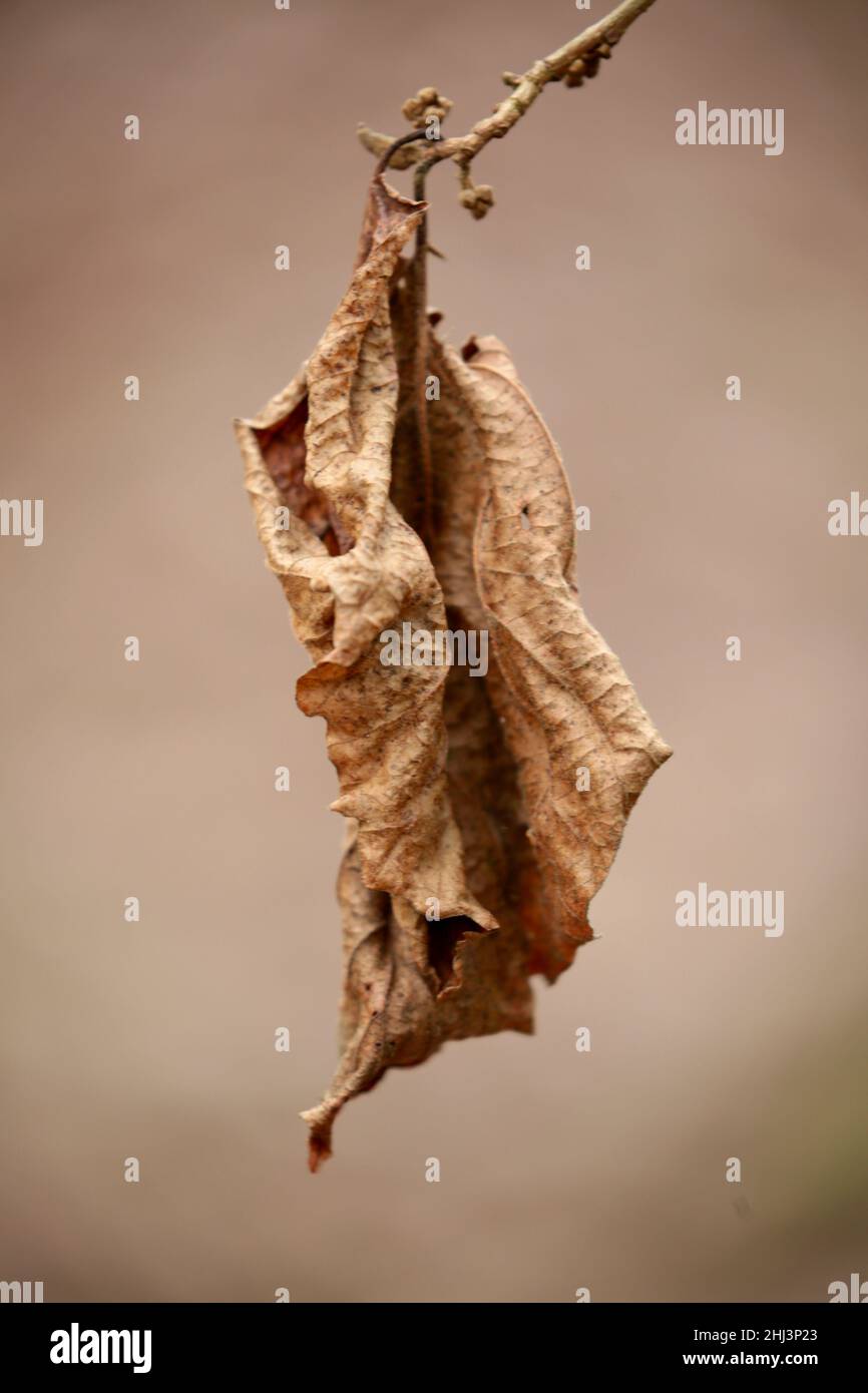 Shrivelled , decaying leaves Stock Photo - Alamy