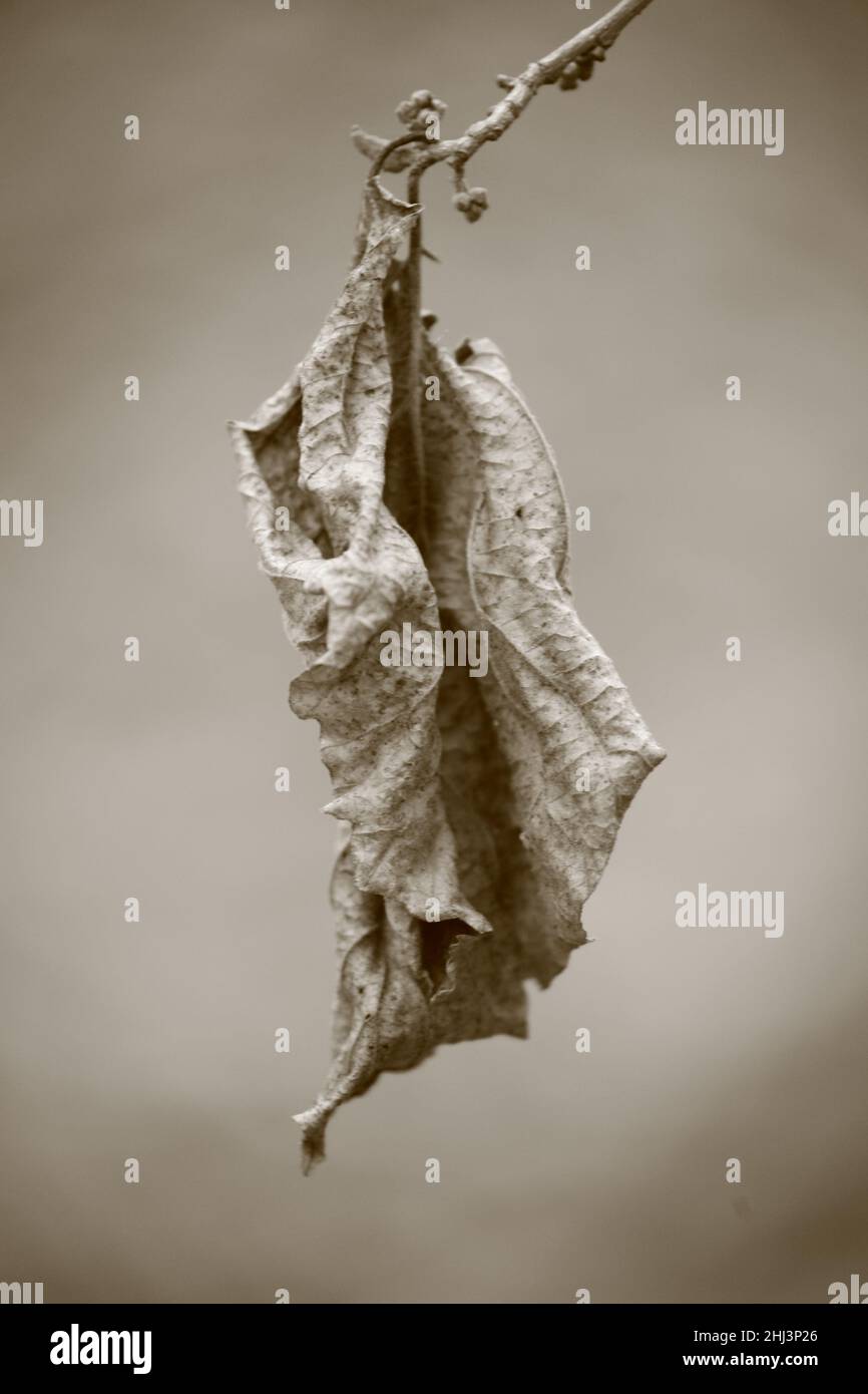 Shrivelled leaves hi-res stock photography and images - Alamy