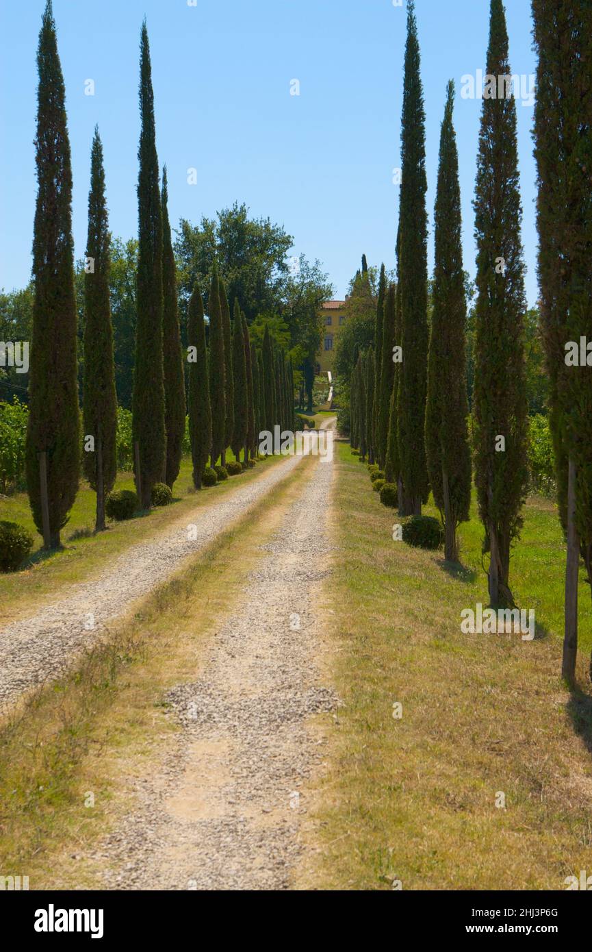 Driveway to the homestead in Tuscany Italy, stunning trees line the ...