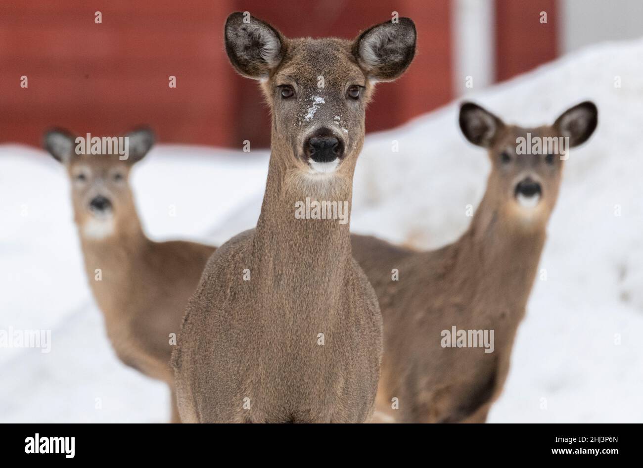 Deer stare stand still and look at the camera as a photograph is taken ...