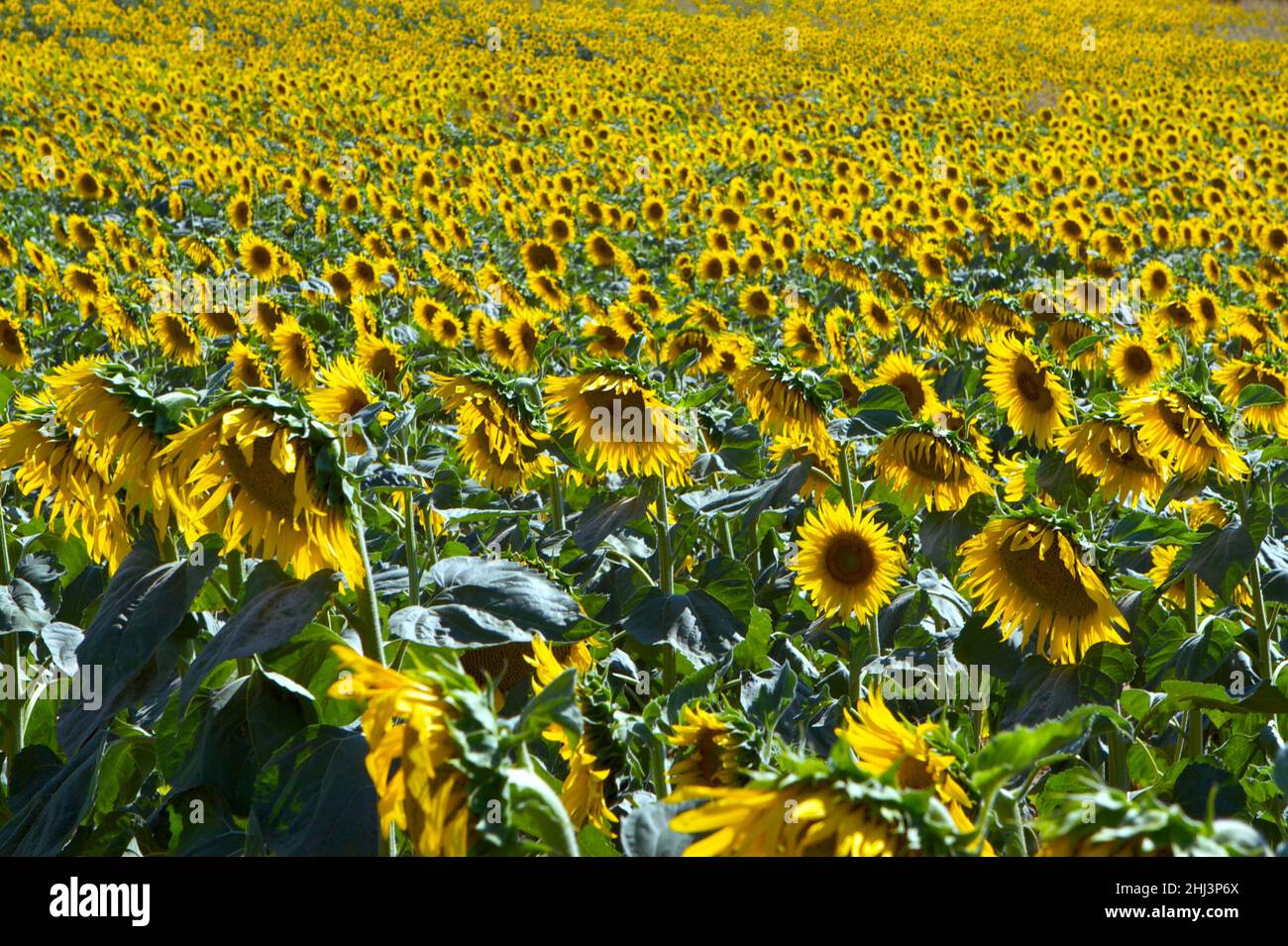 Sunflower fields in Tuscany endless flowers in a blue sky, showing ...