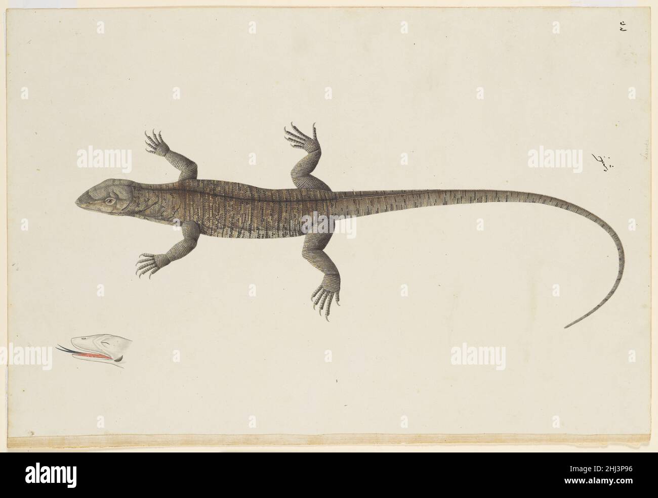 Indian bish khopra lizard hi-res stock photography and images - Alamy