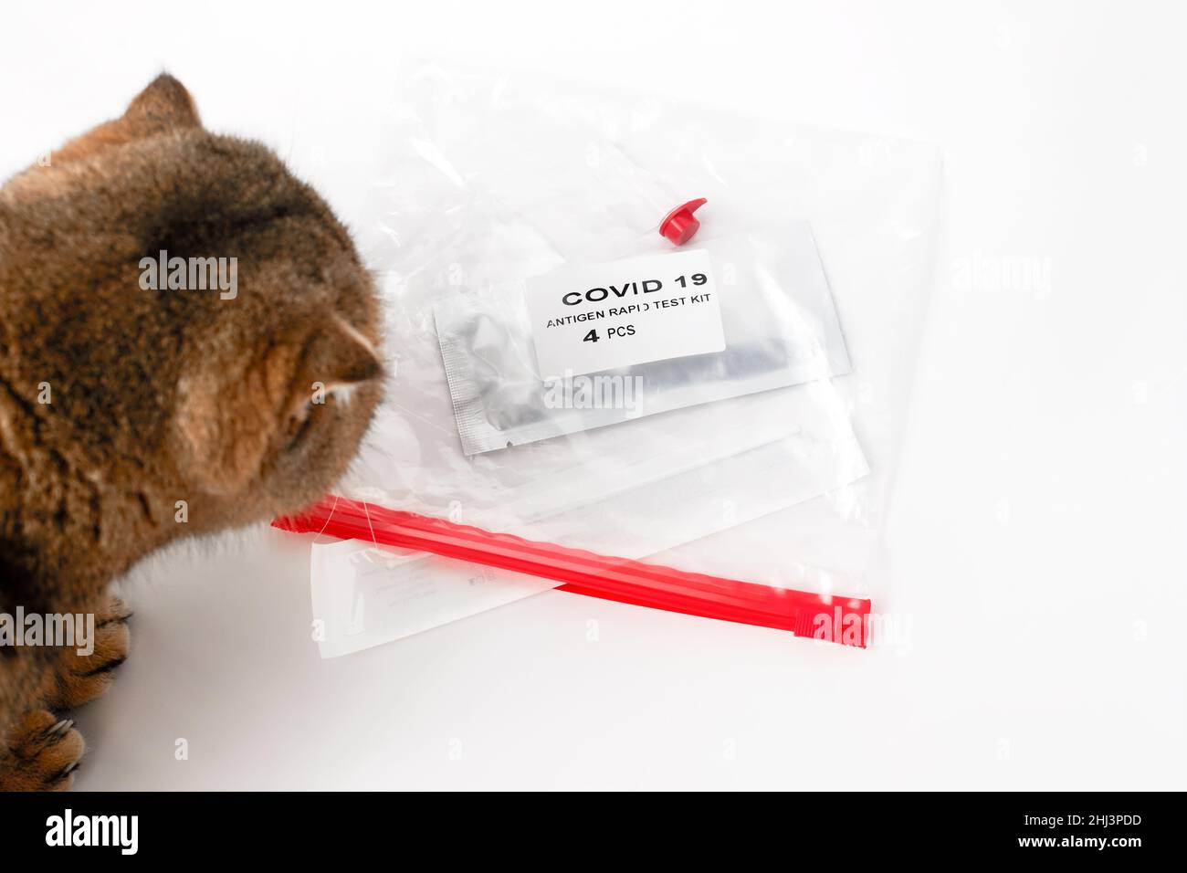 antigen covid-19 quick test with cat. protection of animals Stock Photo ...