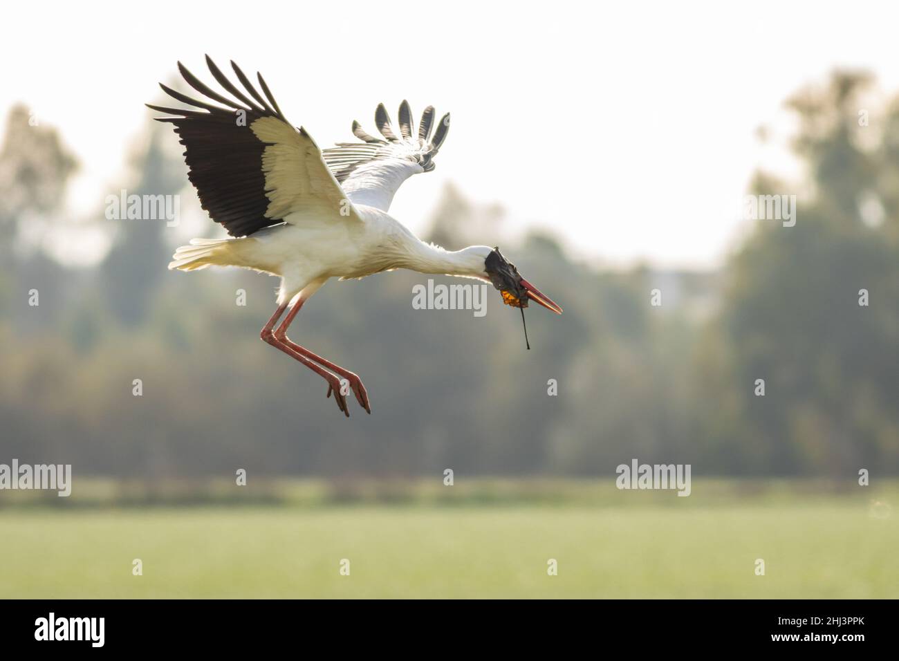 Closeup of a stork flying in the air Stock Photo - Alamy