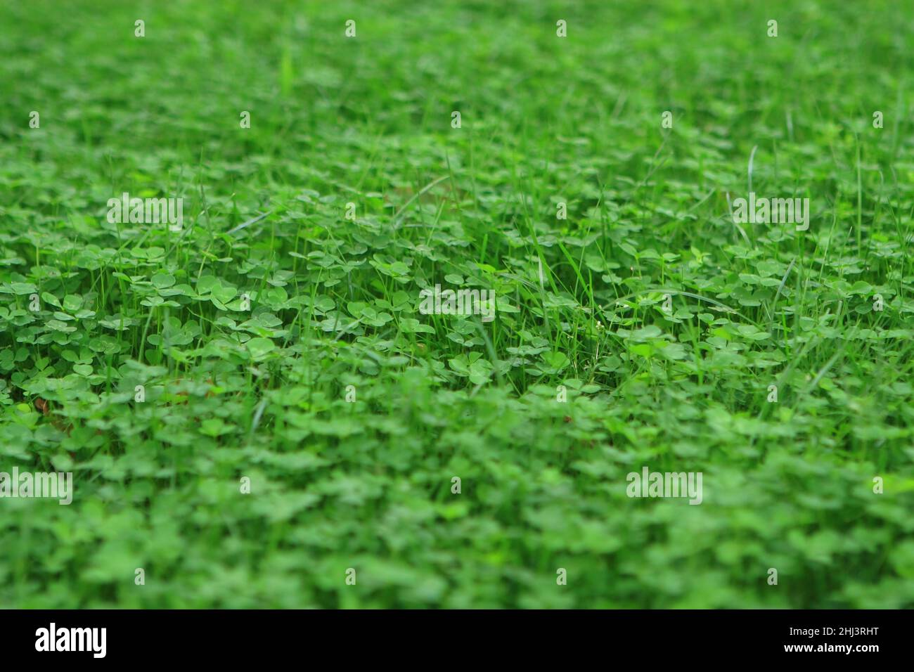 Clover field shot in the UK, while walking in a small town in North ...