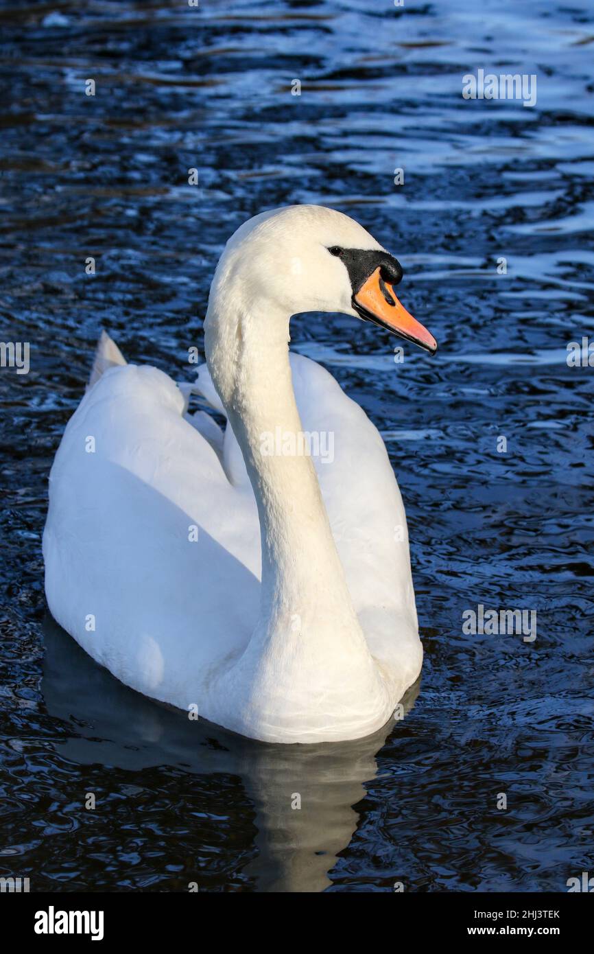 White Swan, United Kingdom Stock Photo - Alamy