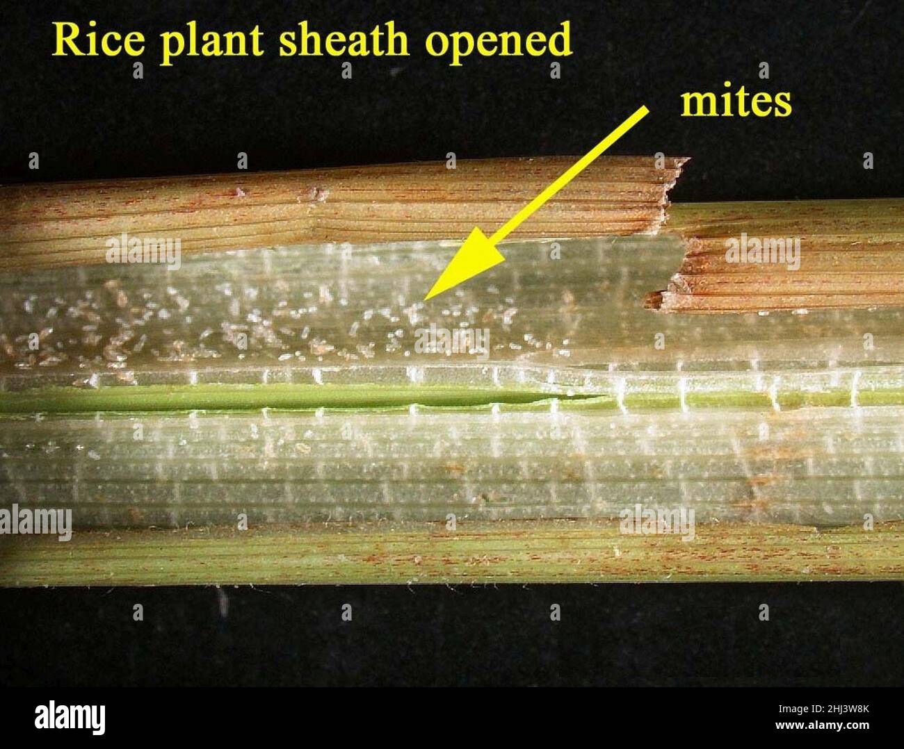 Steneotarsonemus spinki damage Stock Photo - Alamy
