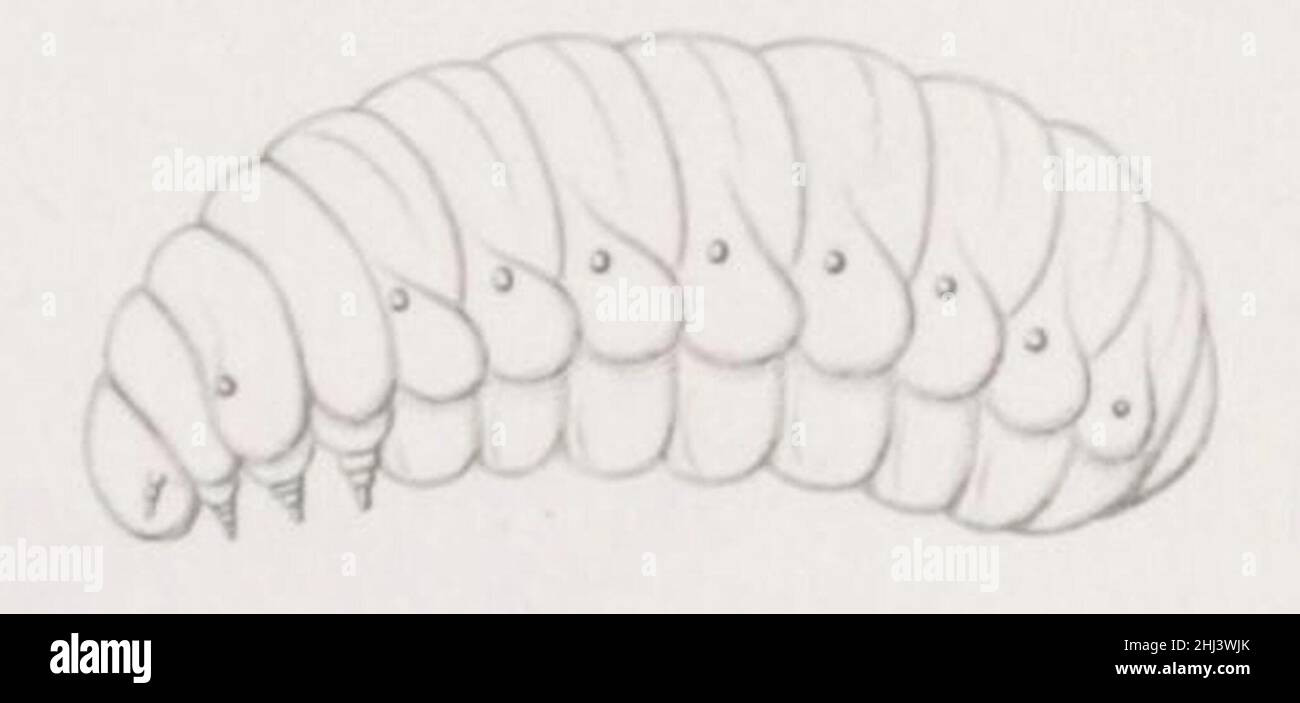 Stenoria analis larva - third instar (Mayet, 1874 Stock Photo - Alamy