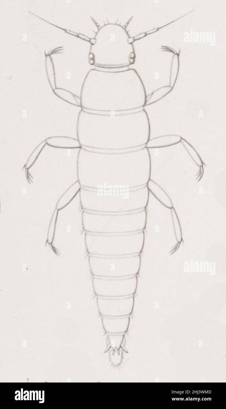 Stenoria analis larva - first instar (Mayet, 1874 Stock Photo - Alamy