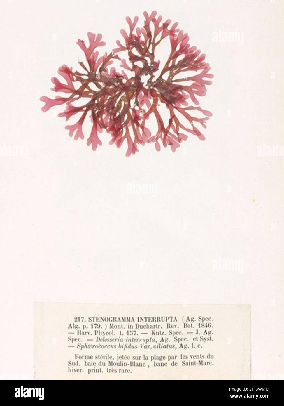 Interruptum hi-res stock photography and images - Alamy