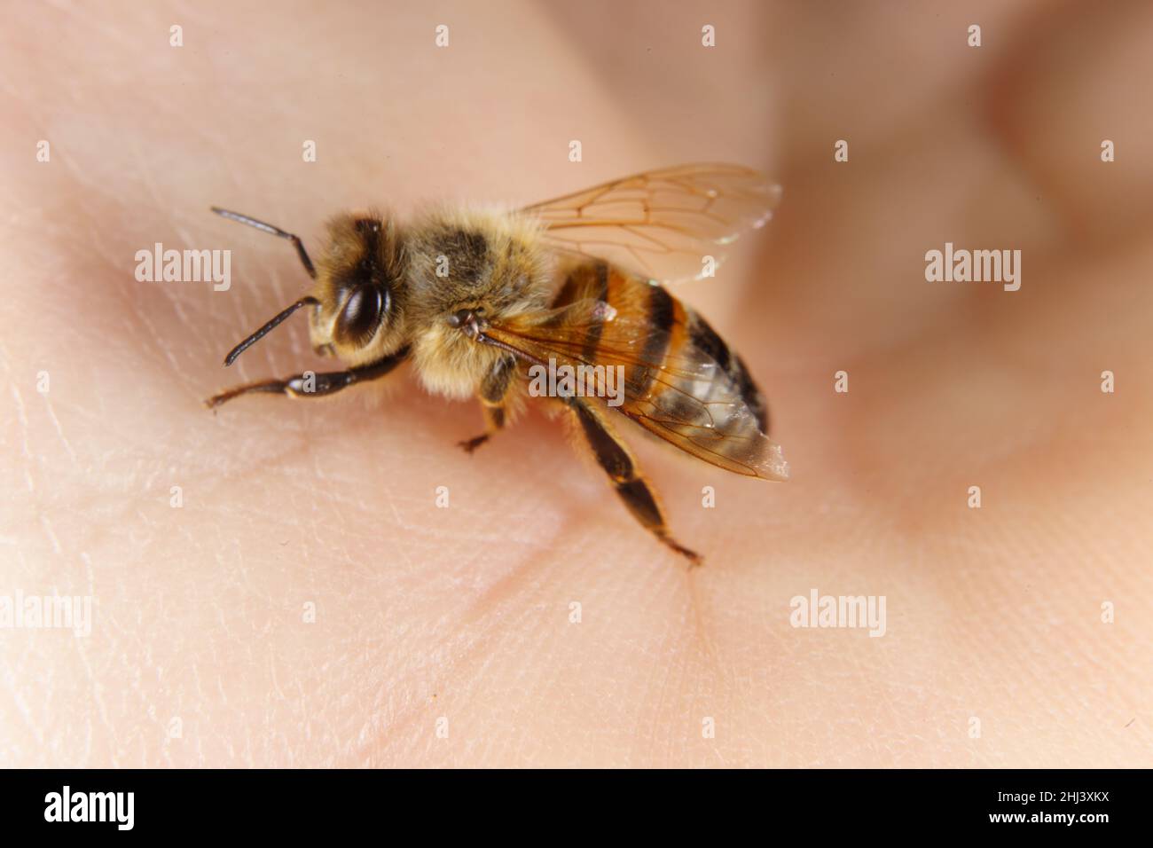 A Honey bee has landed on a hand Stock Photo - Alamy