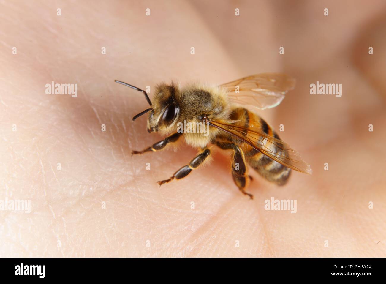 A Honey bee has landed on a hand Stock Photo - Alamy