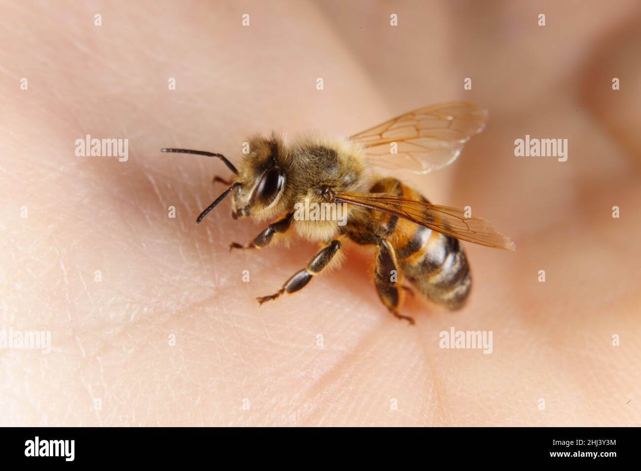 A Honey bee has landed on a hand Stock Photo - Alamy