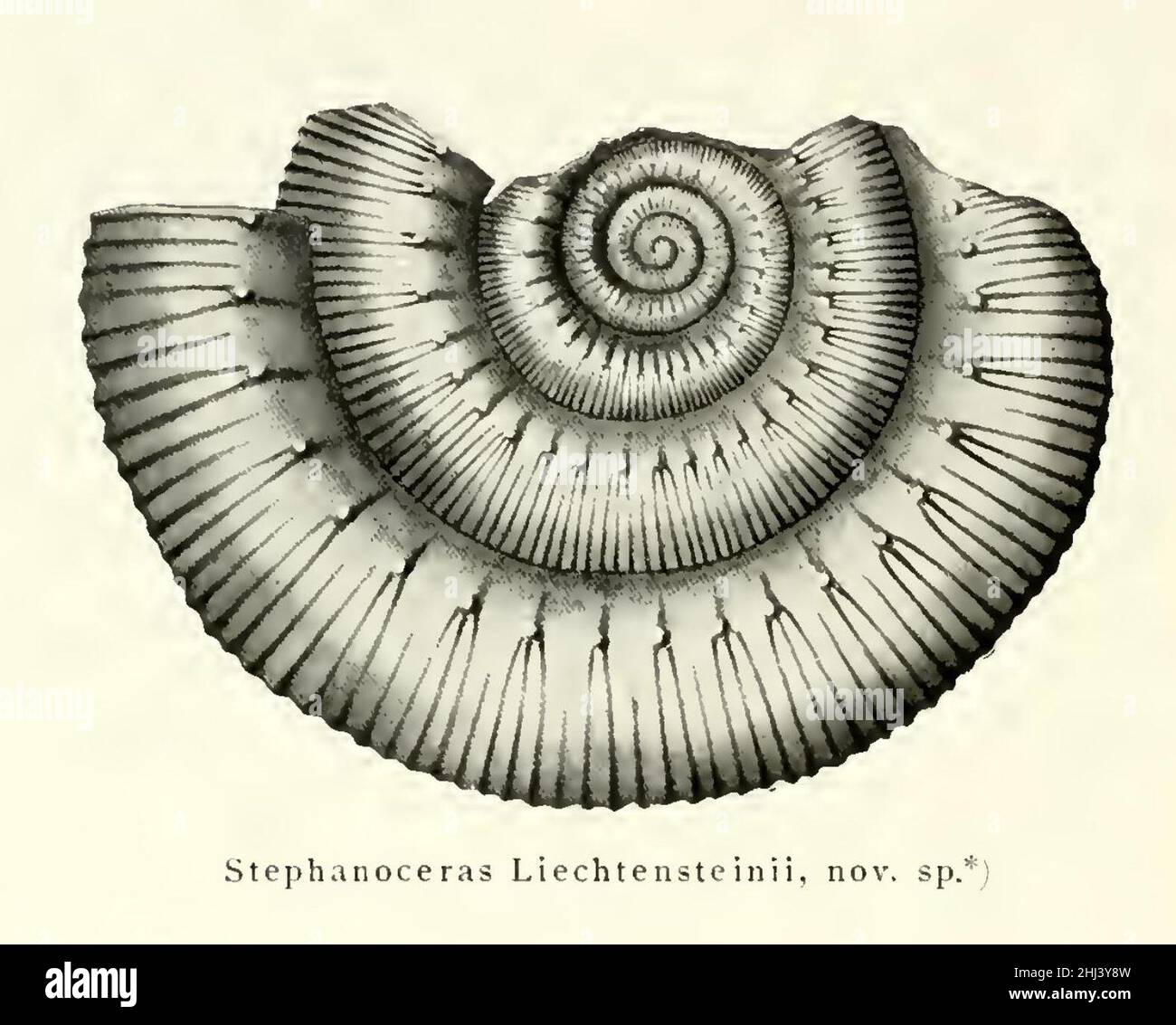 Stephanoceras hi-res stock photography and images - Alamy