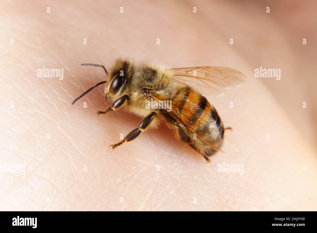 A Honey bee has landed on a hand Stock Photo - Alamy
