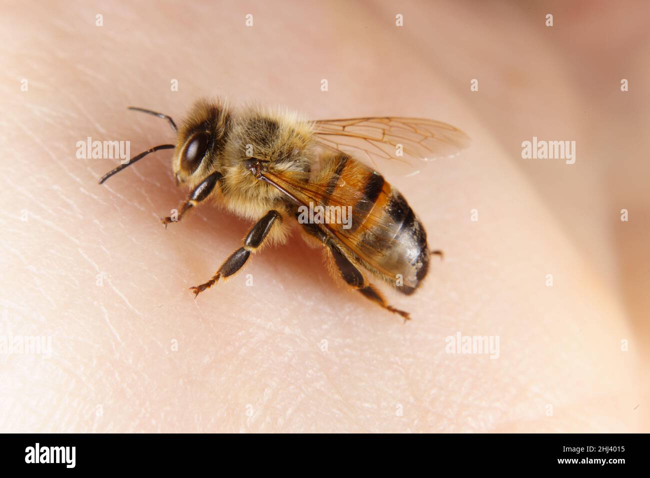 A Honey bee has landed on a hand Stock Photo - Alamy