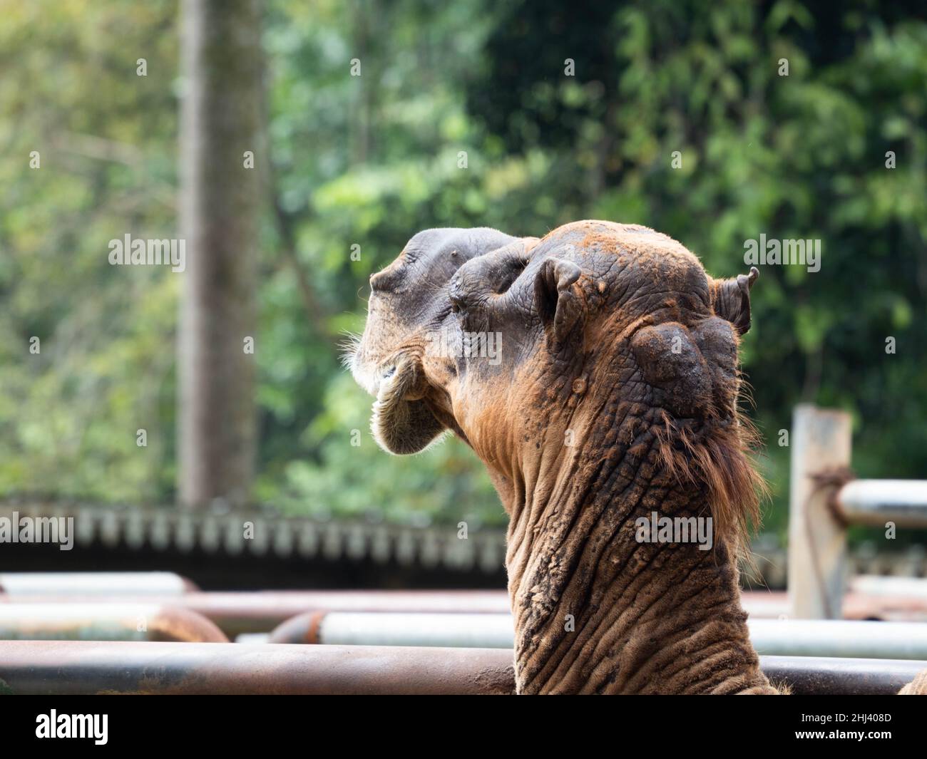 Pictures of a camel head on the zoo Stock Photo - Alamy