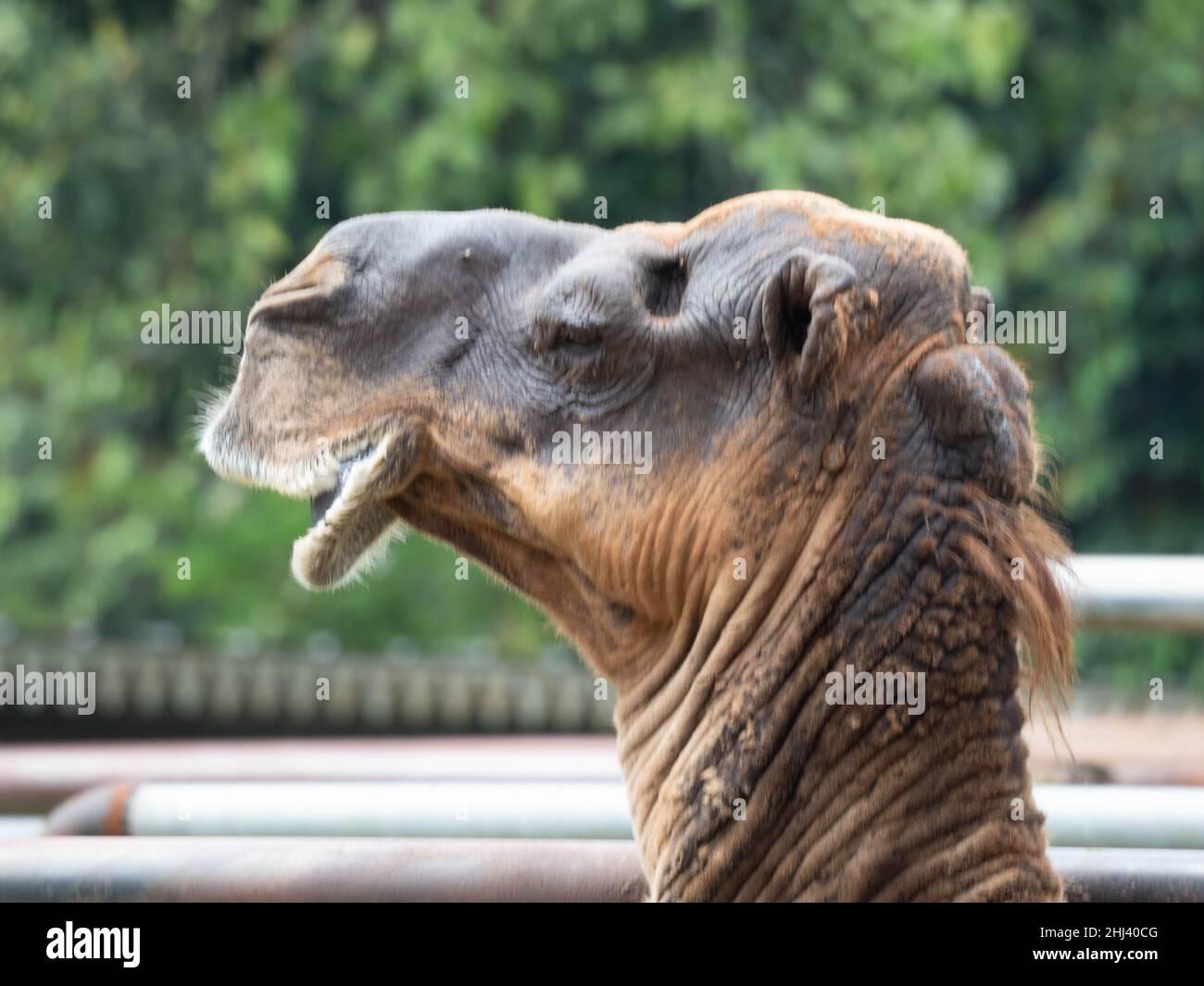 Pictures of a camel head on the zoo Stock Photo - Alamy
