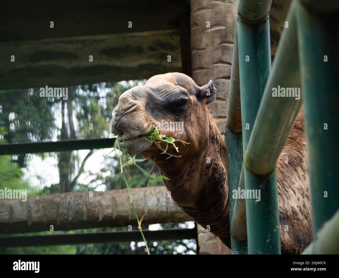 Camel head on sky hi-res stock photography and images - Alamy