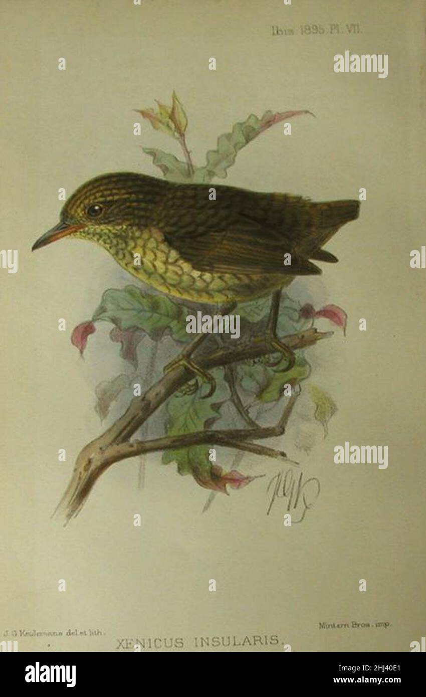 Stephens Island Wren Stock Photo - Alamy