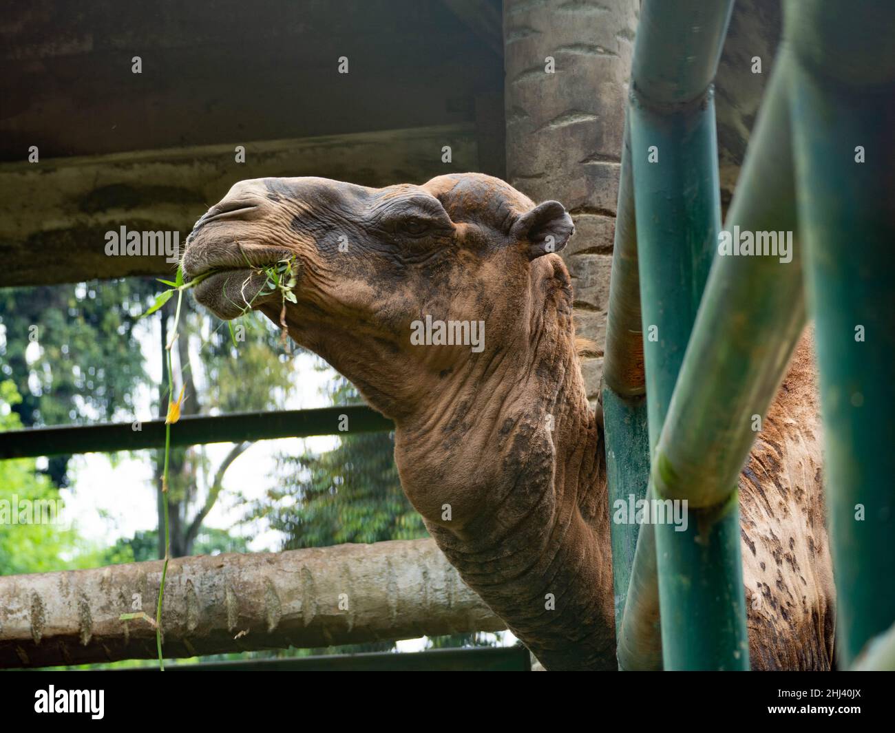 Pictures of a camel head on the zoo Stock Photo - Alamy