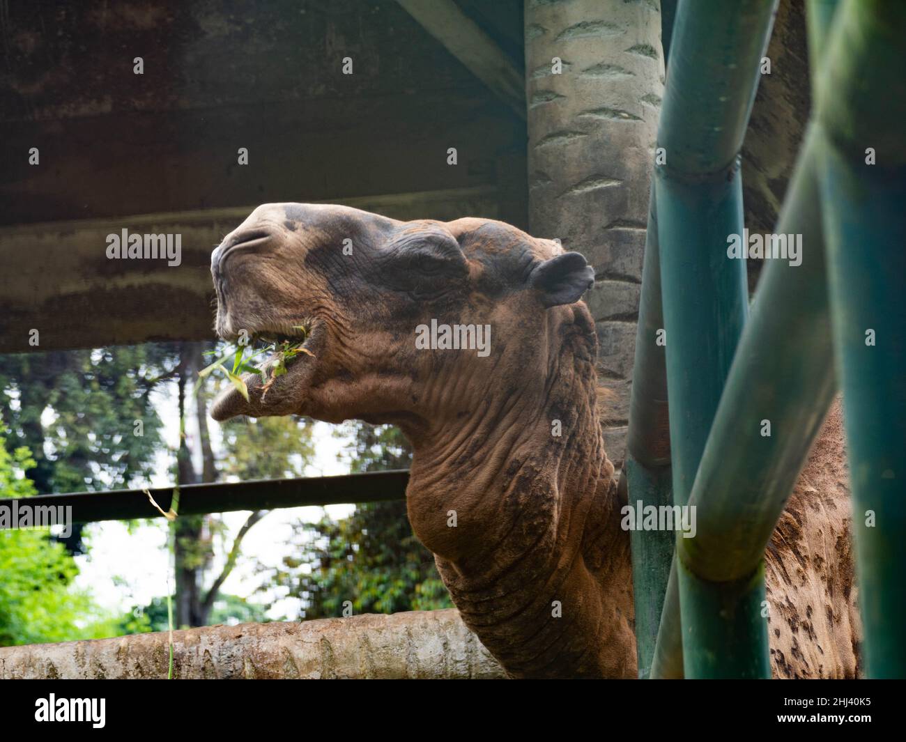 Pictures of a camel head on the zoo Stock Photo - Alamy