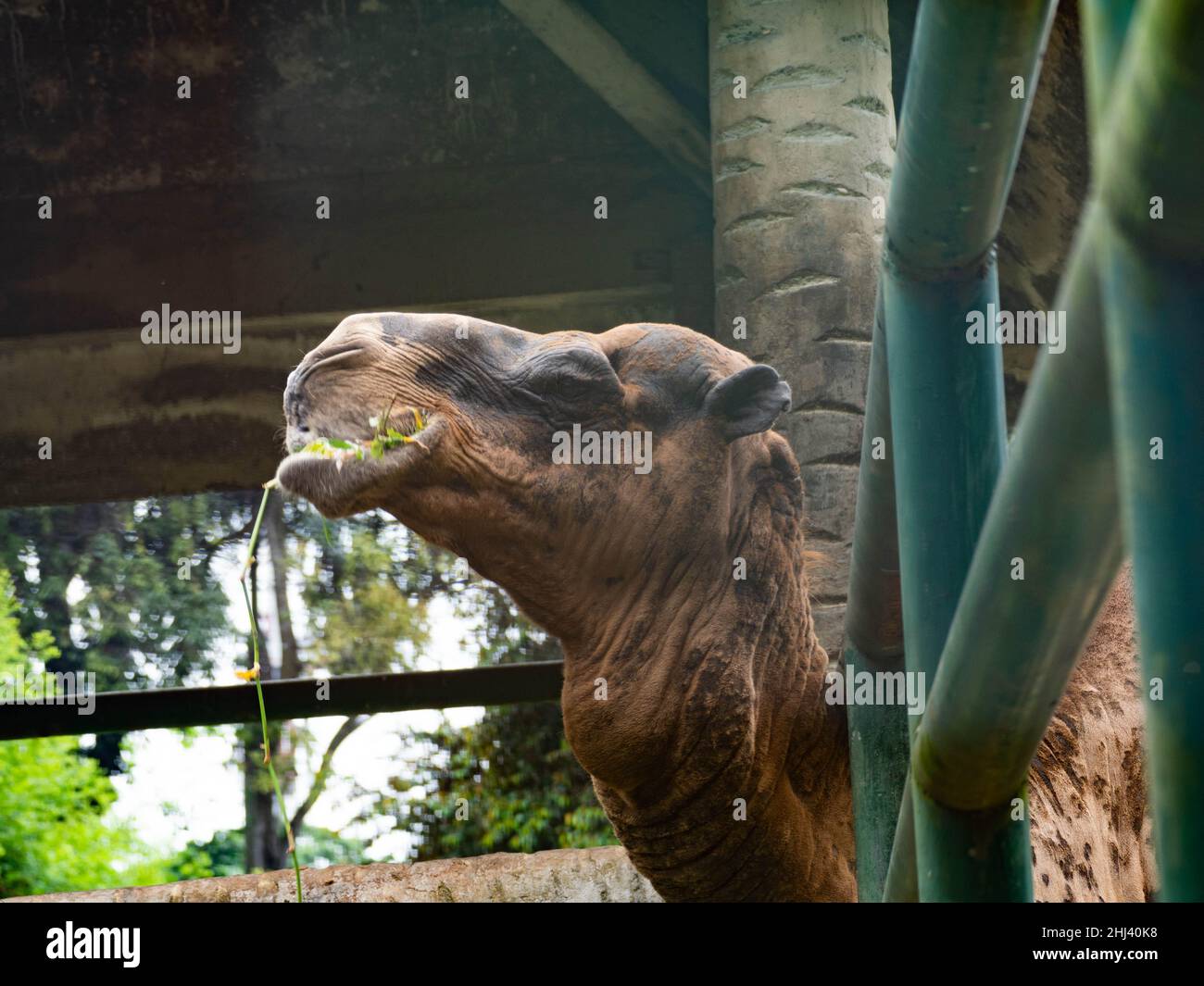 Pictures of a camel head on the zoo Stock Photo - Alamy