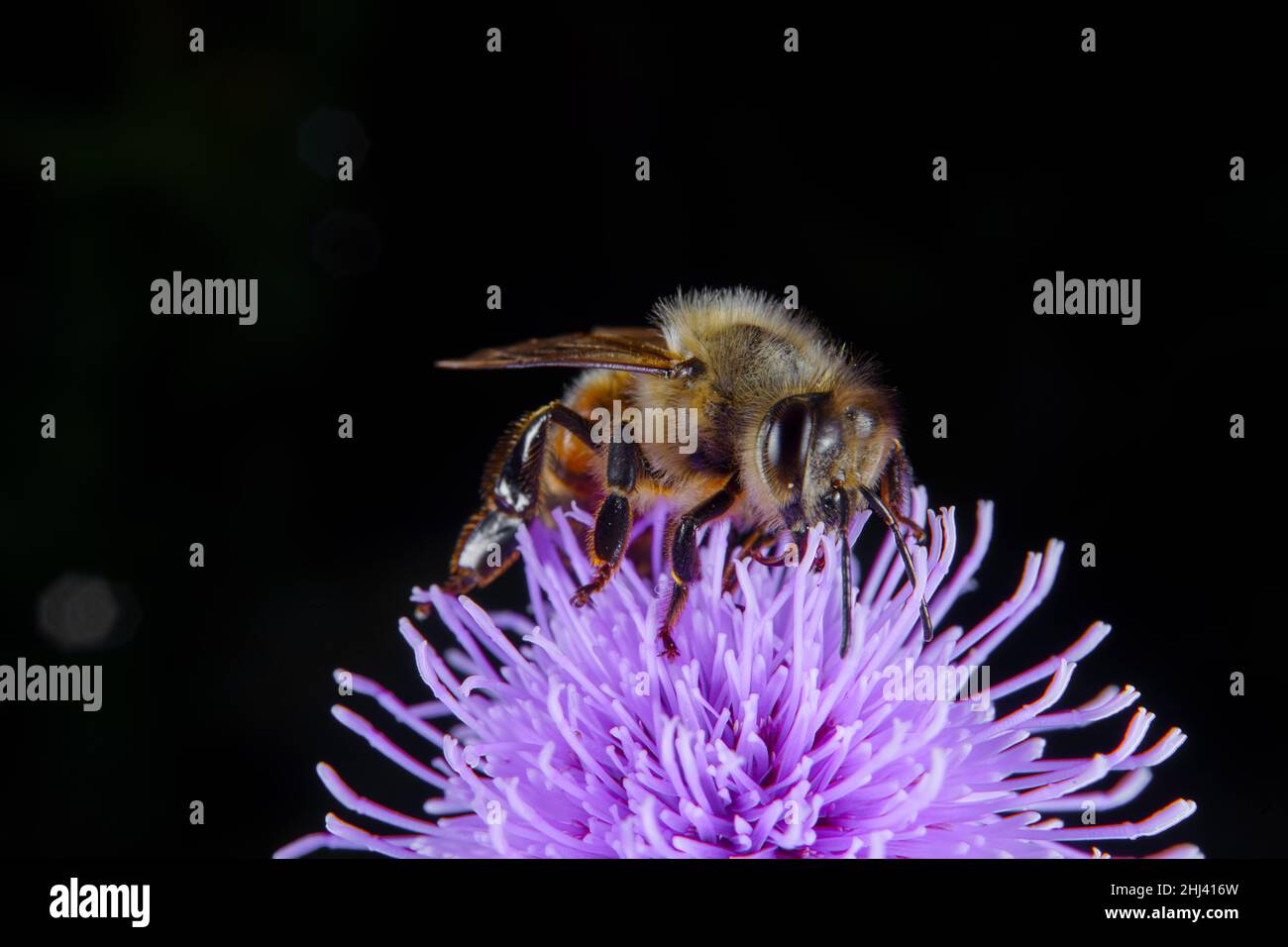 A Honey bee foraging on a flower Stock Photo - Alamy