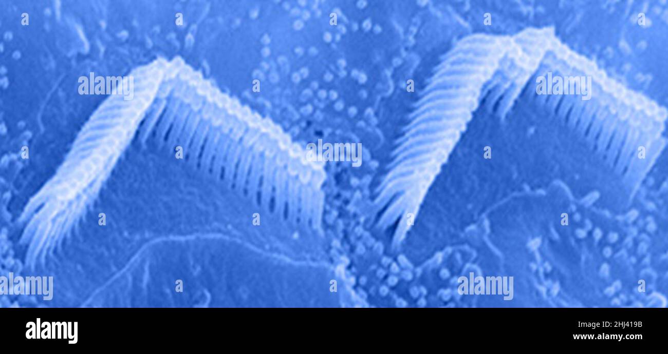 Stereocilia hi-res stock photography and images - Alamy