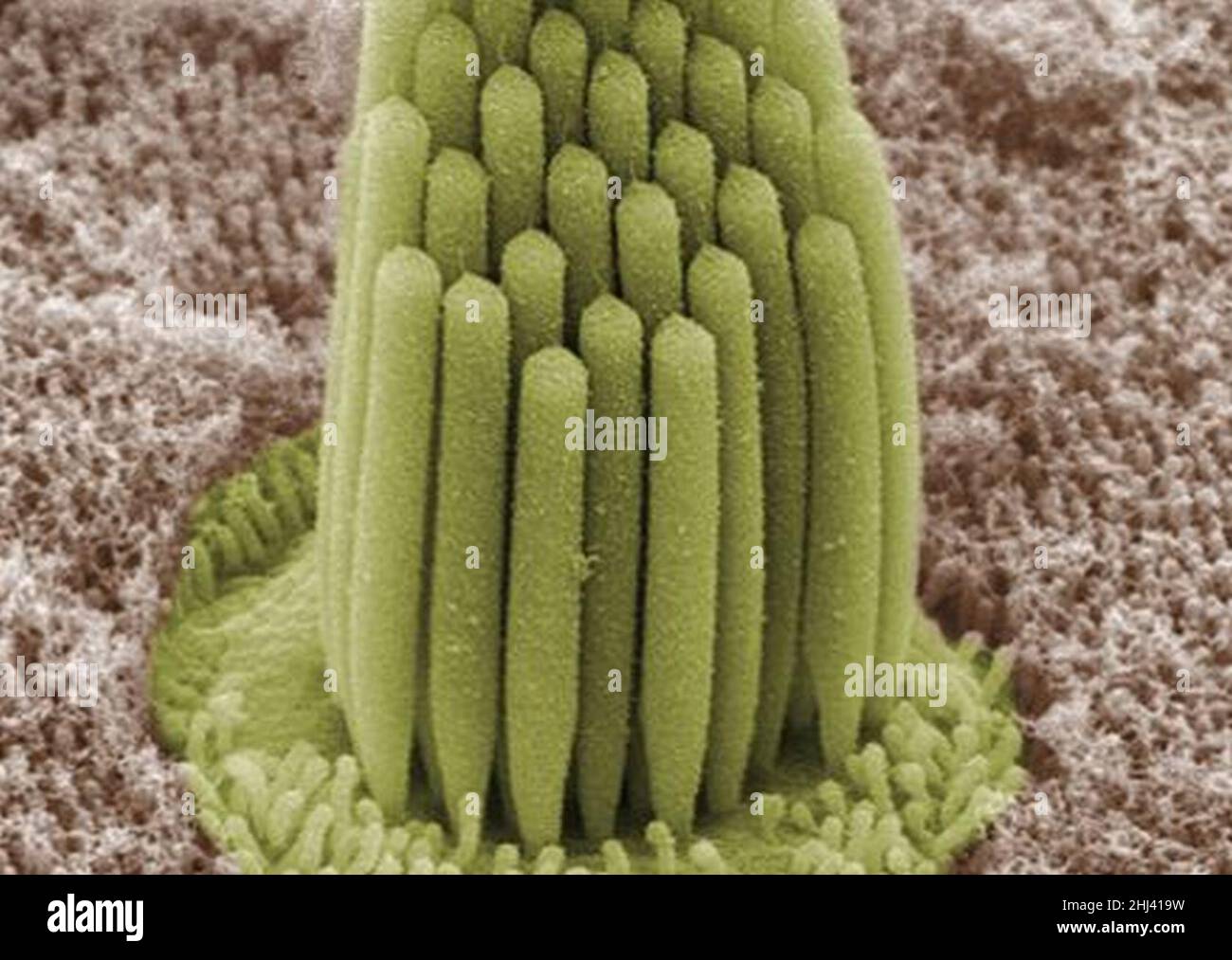 Stereocilia of frog inner ear.01 Stock Photo - Alamy
