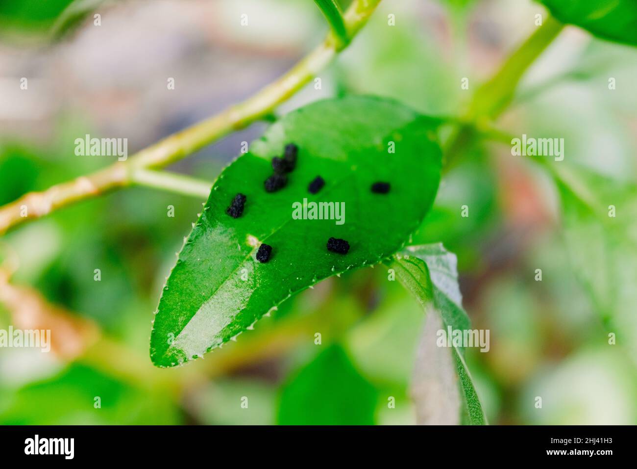 Worm feces on the leaves of a green plant Stock Photo - Alamy