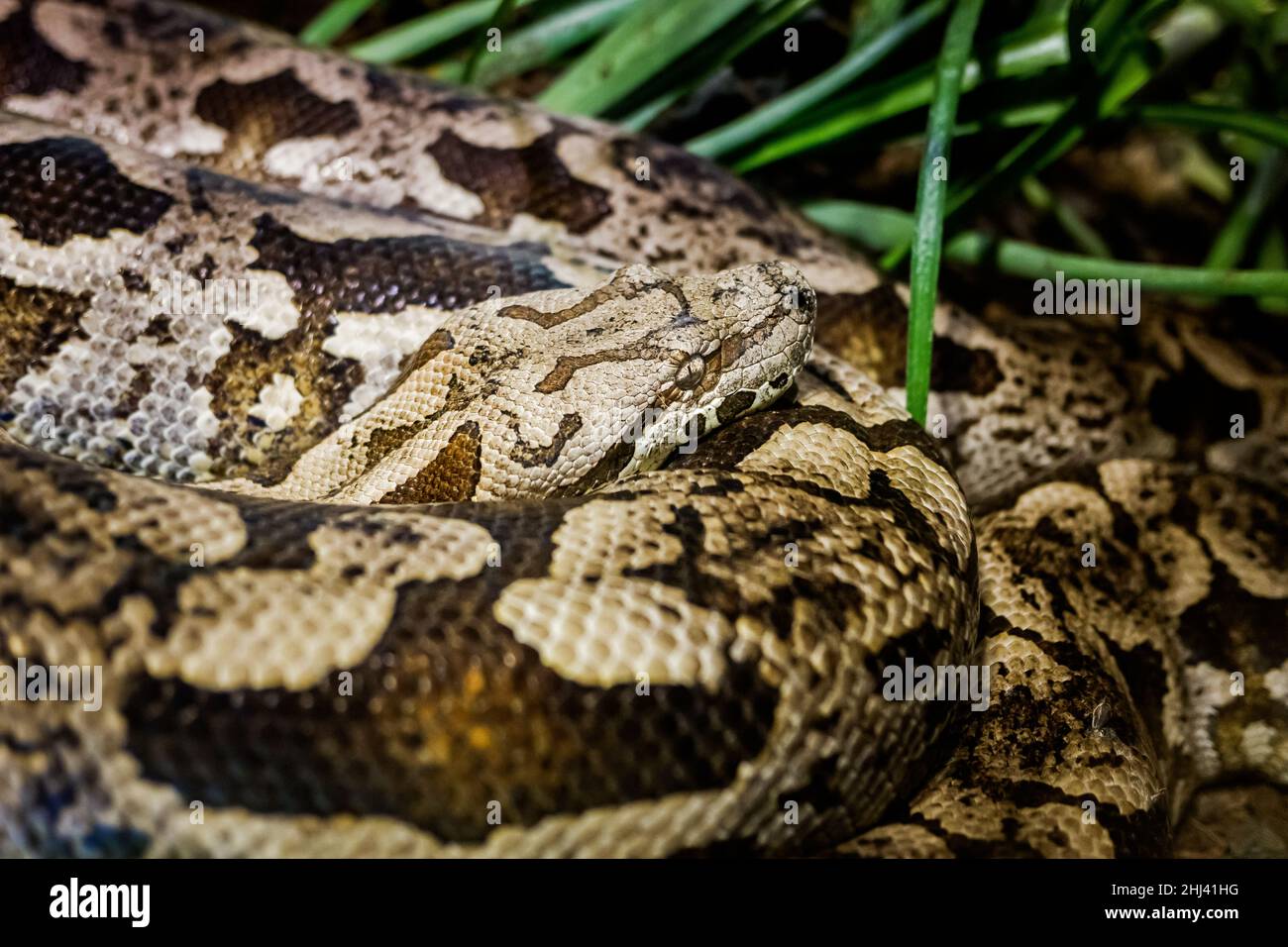 Royal python coiled hi-res stock photography and images - Alamy