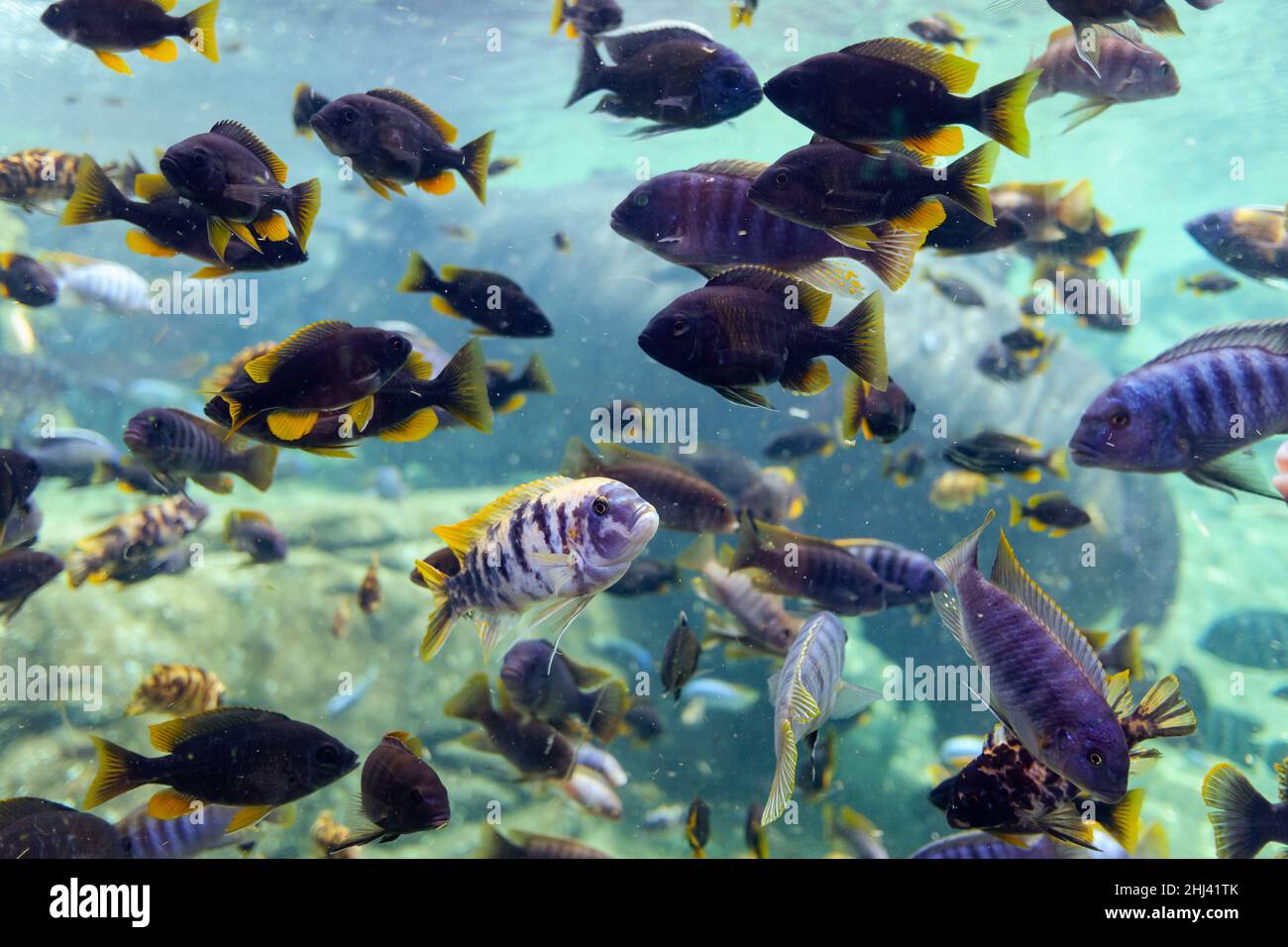 Interior of a large aquarium with hundreds of tropical fish Stock Photo ...