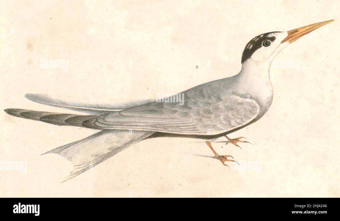 Sterna acuticauda Hardwicke Stock Photo - Alamy