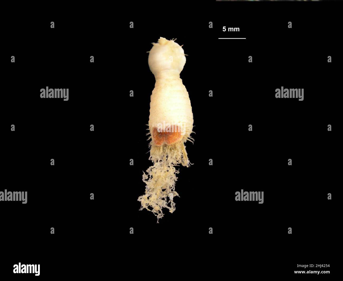 Sternaspidae Sternaspis scutata Stock Photo - Alamy