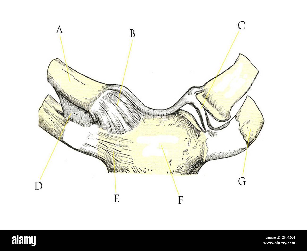 Chondrosternal Joint