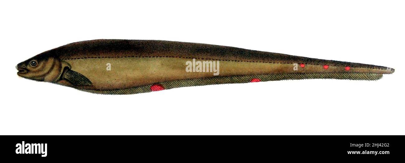 Sternopygus hi-res stock photography and images - Alamy