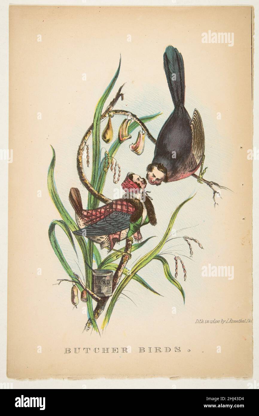 Butcher Birds, from The Comic Natural History of the Human Race 1851 ...