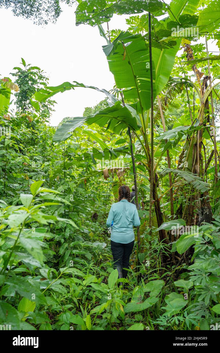 Trek at Amacayacu natural national park, Amazon, Colombia Stock Photo ...