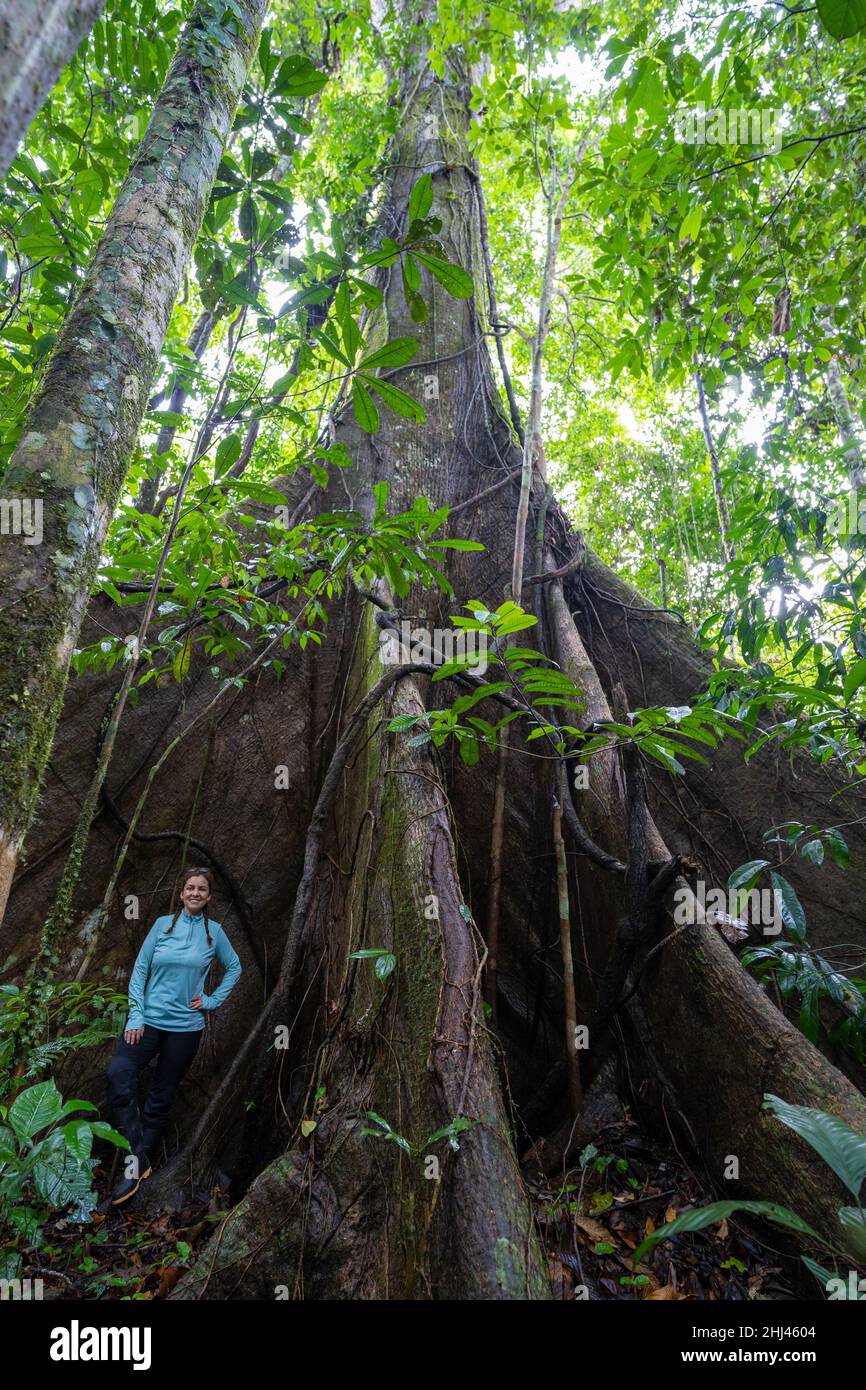 A ceiba, a giant tropical forest tree. At Amacayacu natural national ...