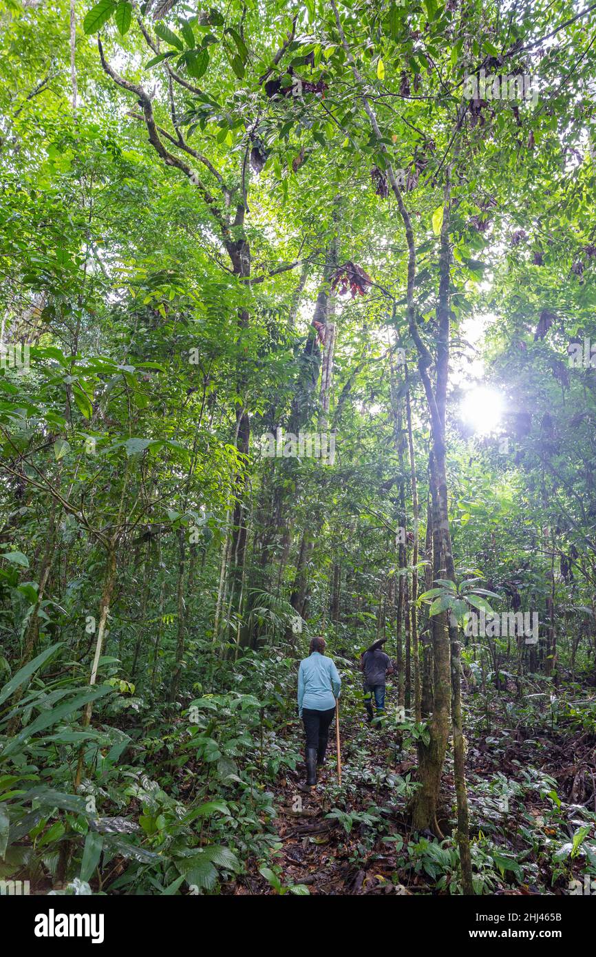 Trek at Amacayacu natural national park, Amazon, Colombia Stock Photo ...