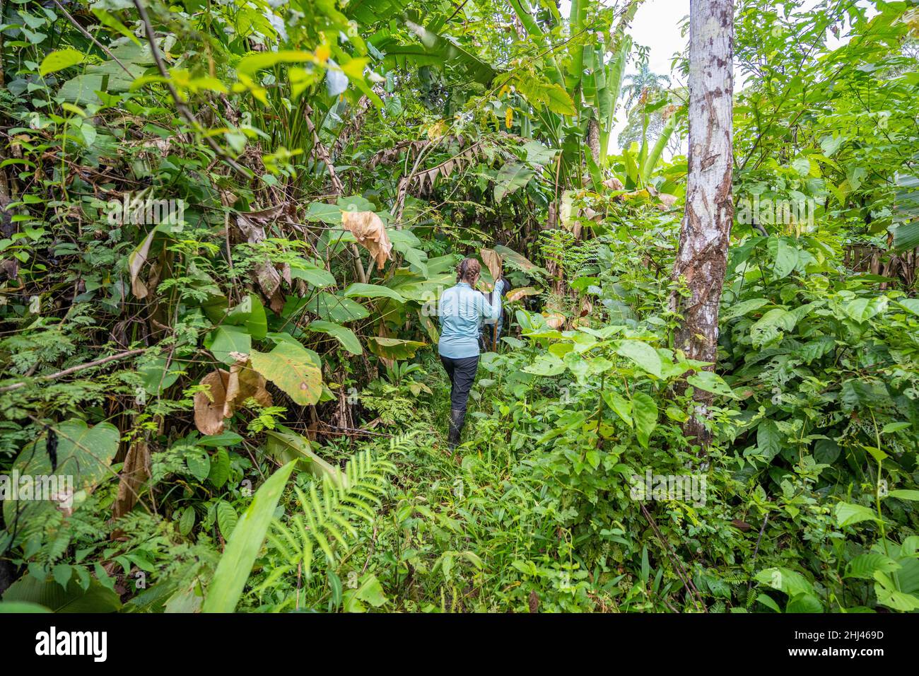 Trek at Amacayacu natural national park, Amazon, Colombia Stock Photo ...