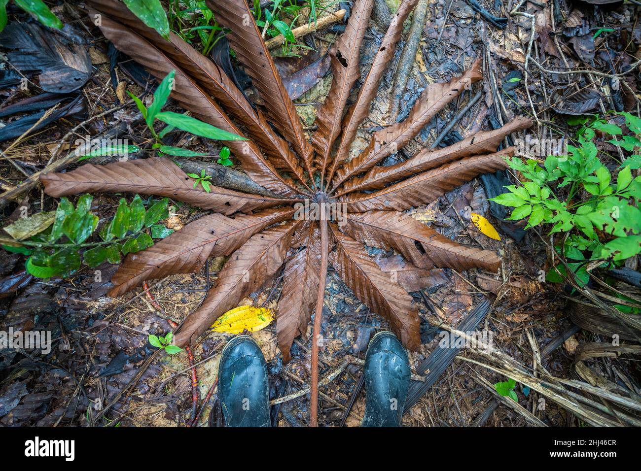 Giant dead tree leaf, at Amacayacu natural national park, Amazon ...