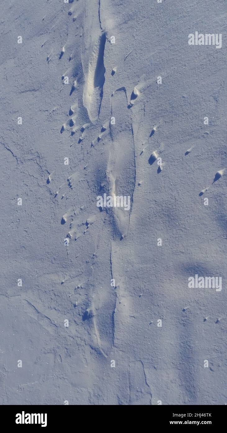 Snow texture from above on sunny day Stock Photo - Alamy