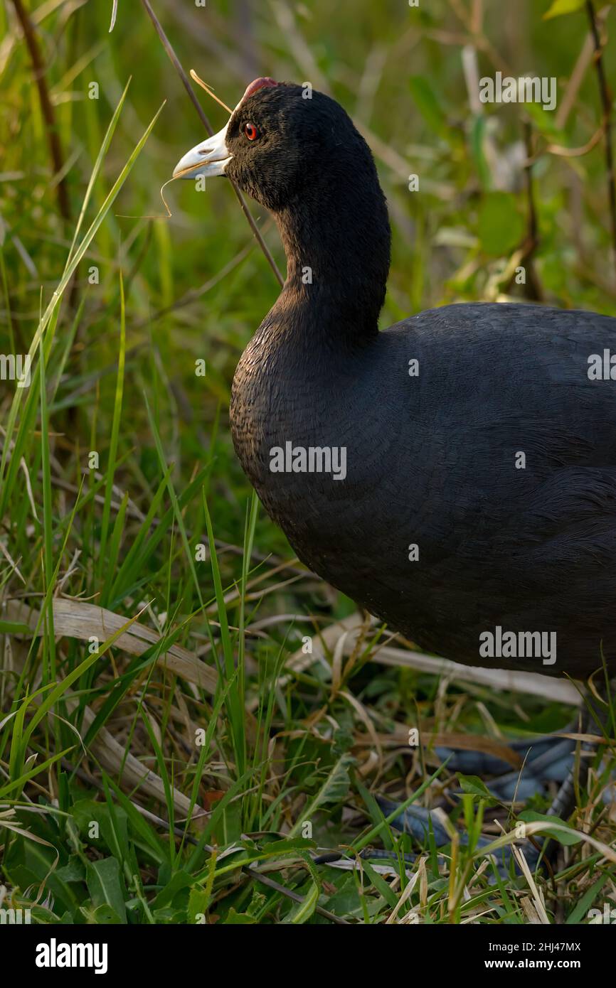 Common coot, (Fulica atra) close-up wild water bird in a lake, swimming ...