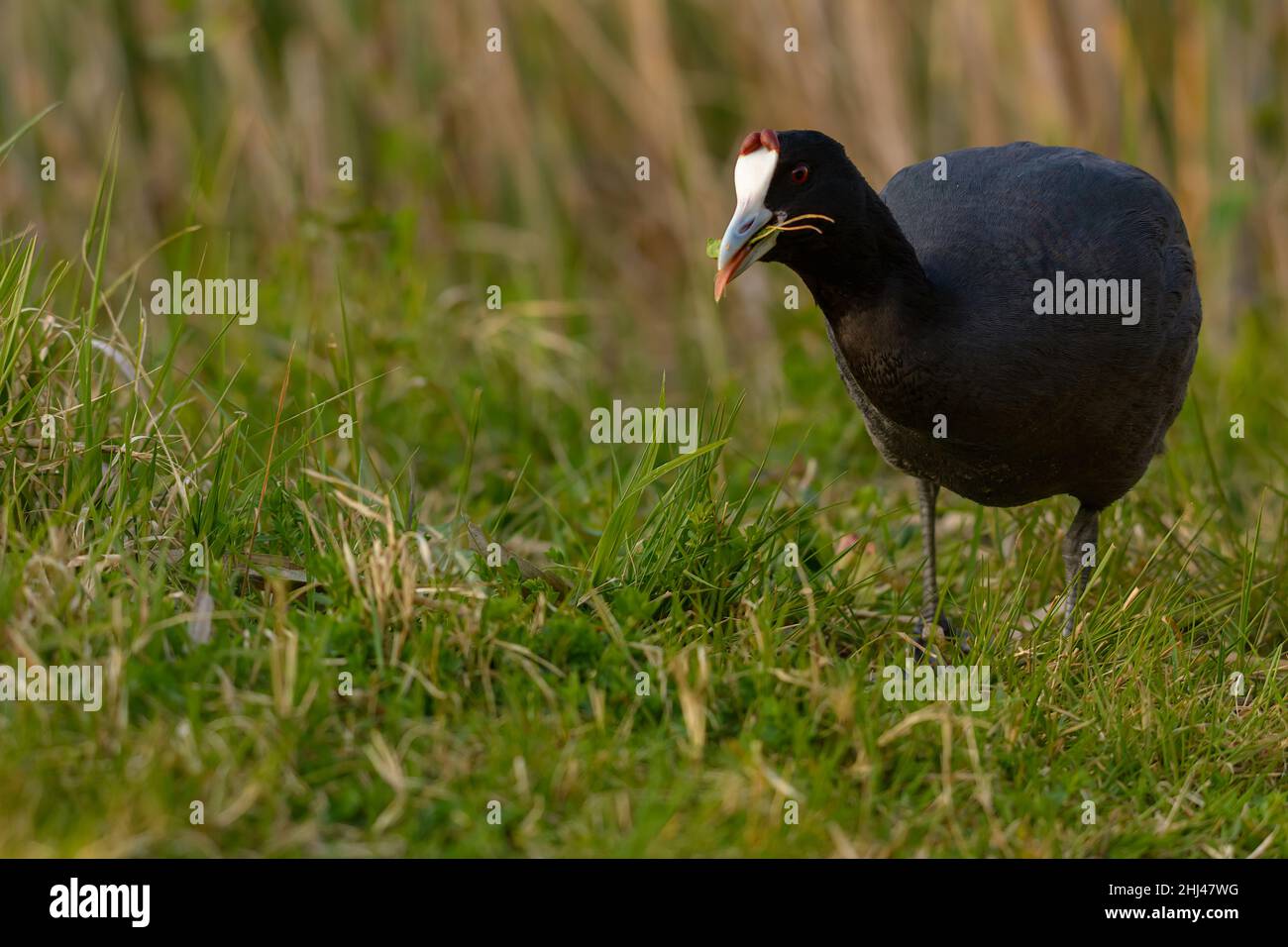 Common coot, (Fulica atra) close-up wild water bird in a lake, swimming ...