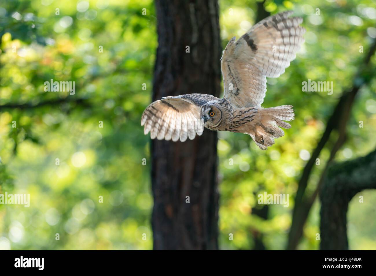 Flying long-eared owl in forest. Spreaded wings and owl captured from ...