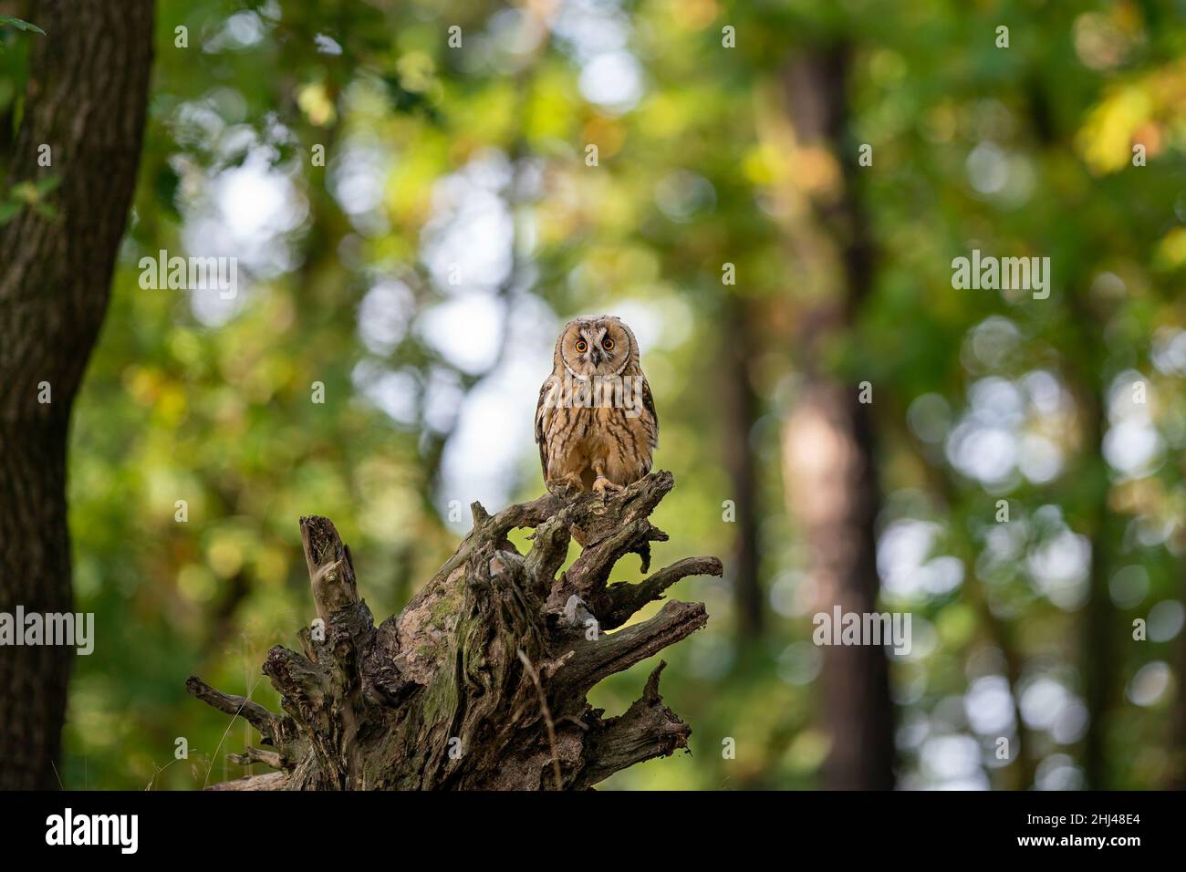 Owl sitting on uprooted tree root ina green forest. Long-eared owl in ...